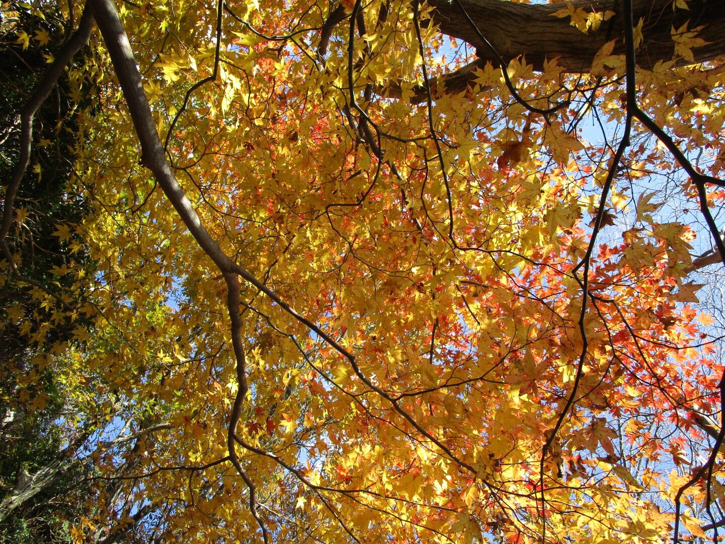 地図と地形の見比べ 雲母峰 / newayさんの御在所岳（御在所山）・雨乞岳の活動データ | YAMAP / ヤマップ