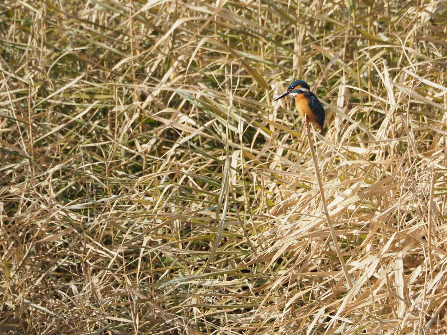 レンタルレンズ（150-600mm相当）... / Okamonさんのモーメント | YAMAP / ヤマップ