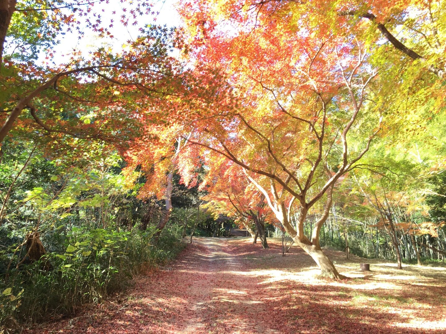 鍋山 / 少年おじさんさんの知多半島（任坊山・本宮山・鍋山）の活動日記 | YAMAP / ヤマップ