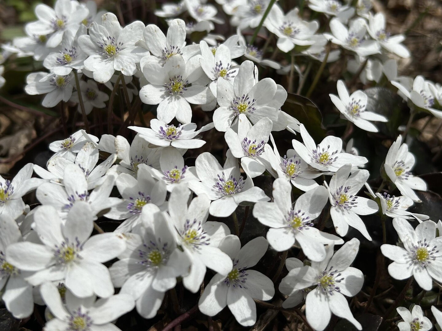 角田山（宮沢〜古墳）ピーク到来 / kaizaさんの角田山の活動データ | YAMAP / ヤマップ