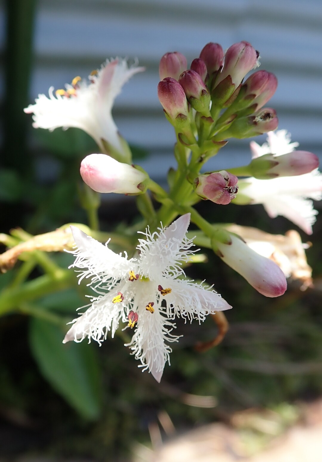 小アケビ岳・東ヶ谷山 / sumiさんの東ヶ谷山・山門水源の森の活動日記 | YAMAP / ヤマップ