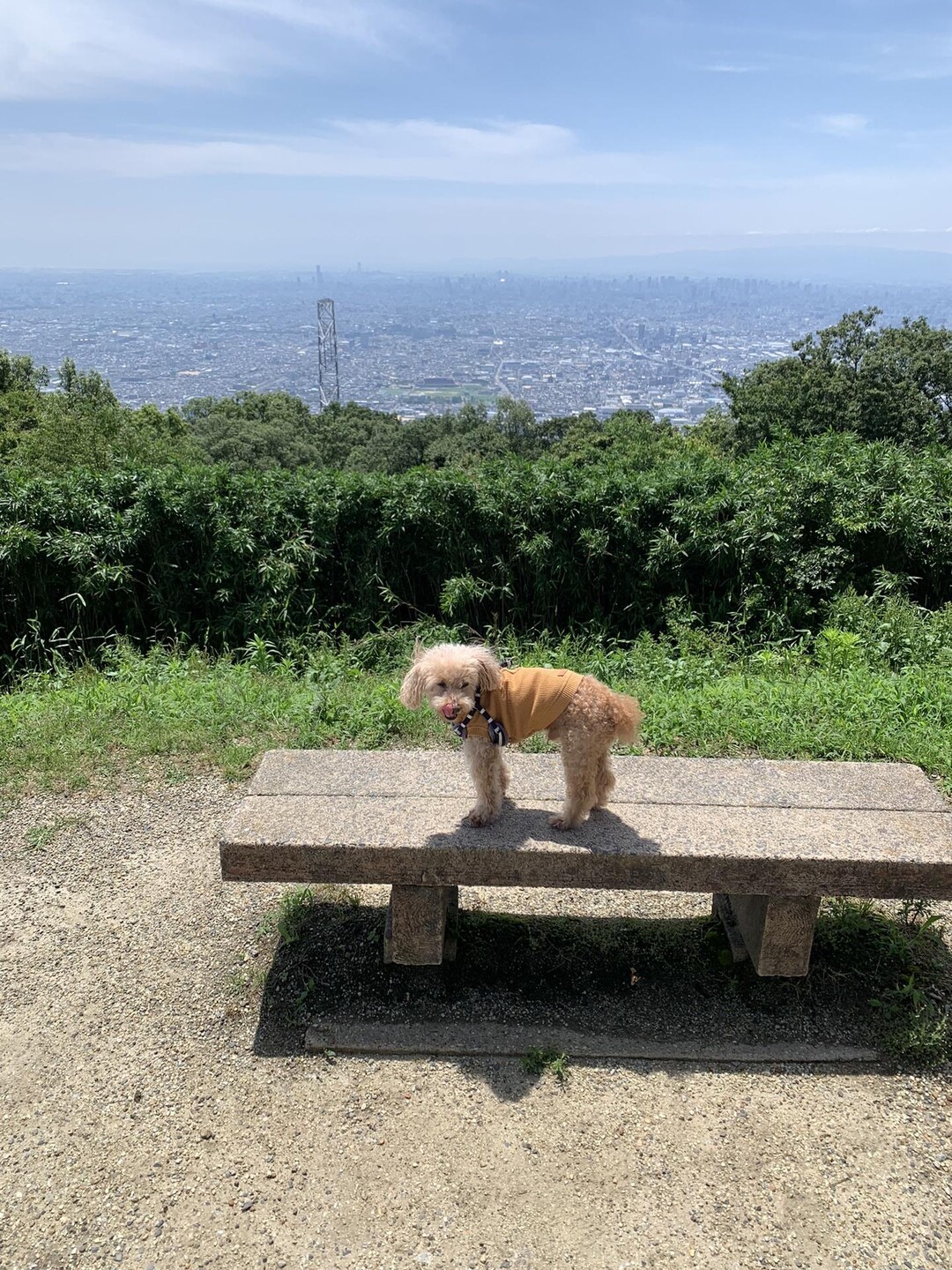 2023.7.2 生駒山 暑かった / ラボパパさんのモーメント | YAMAP / ヤマップ