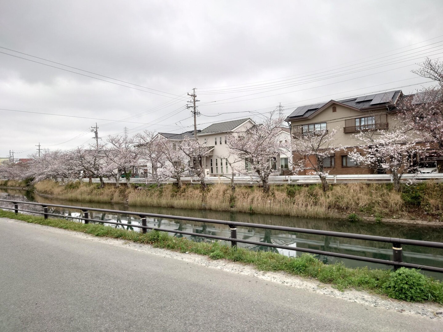 いつもは濁ったドブ川も桜が咲く時期だけ違... / dewarsさんのモーメント | YAMAP / ヤマップ