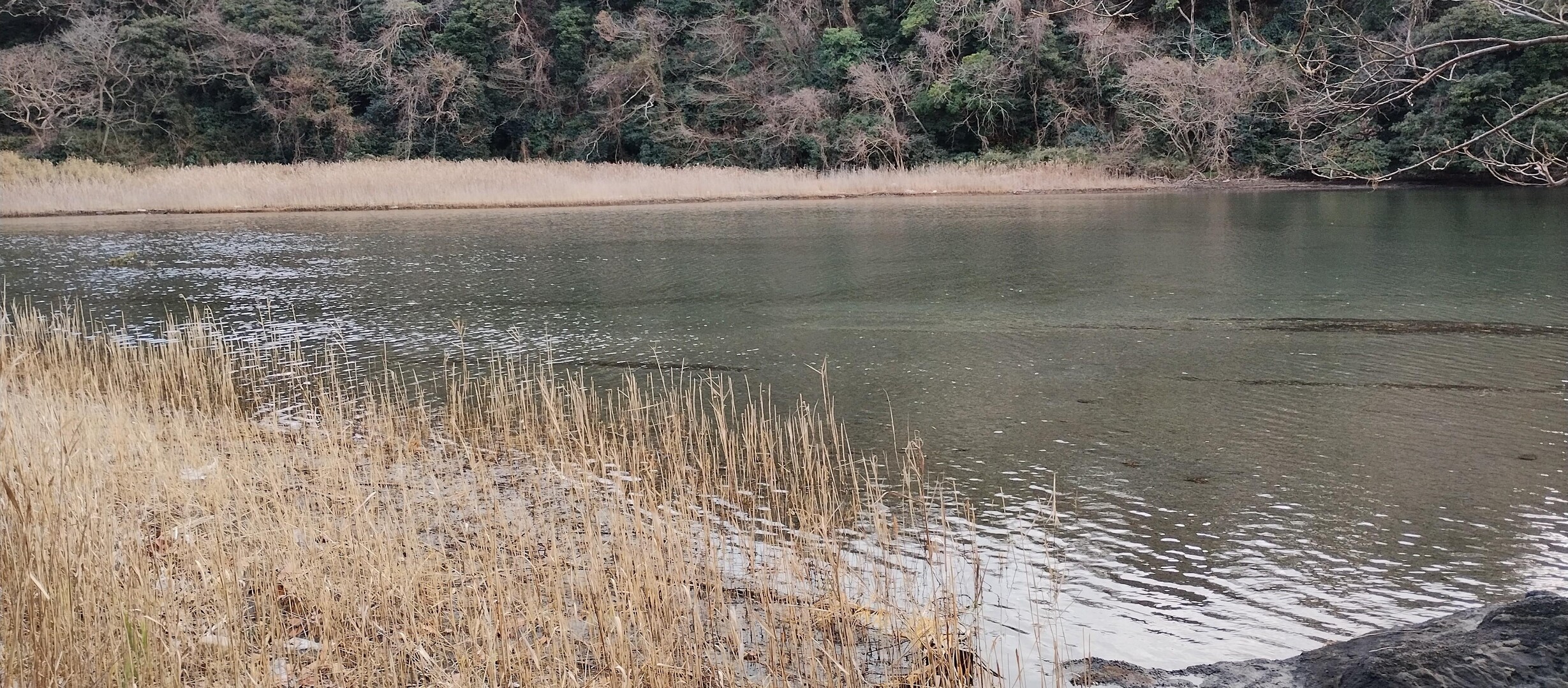 小網代の森（油壺） / tarouさんの三浦アルプス・二子山・仙元山の活動データ | YAMAP / ヤマップ