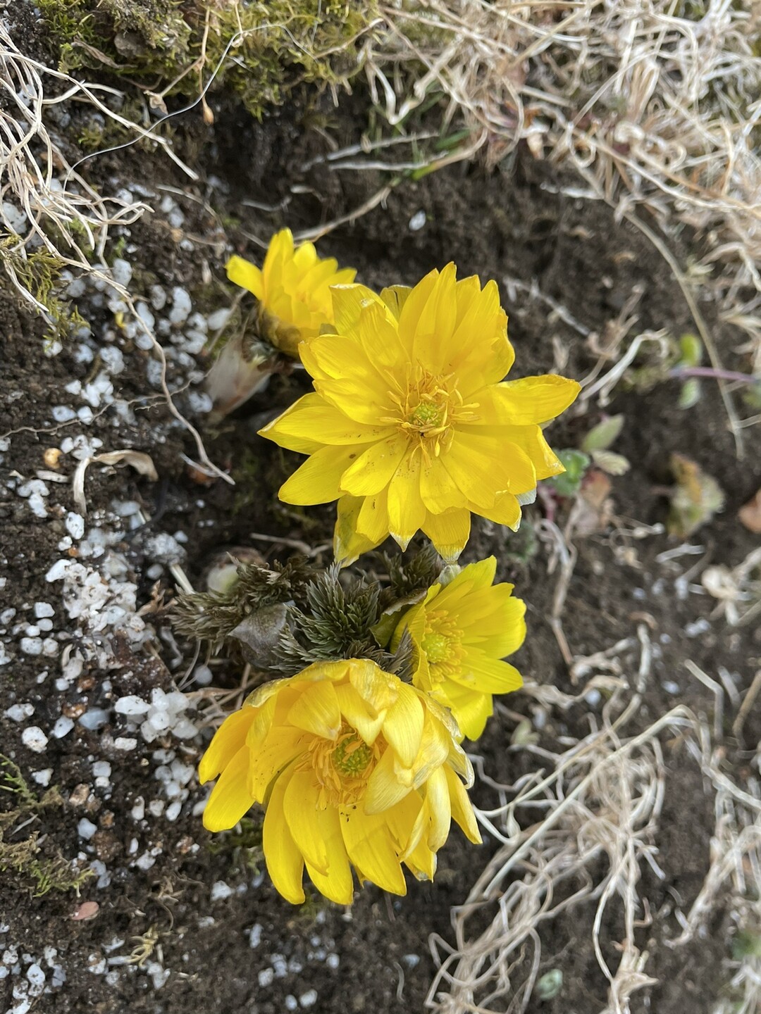 中岳 / ota660さんの三毳山の活動データ | YAMAP / ヤマップ