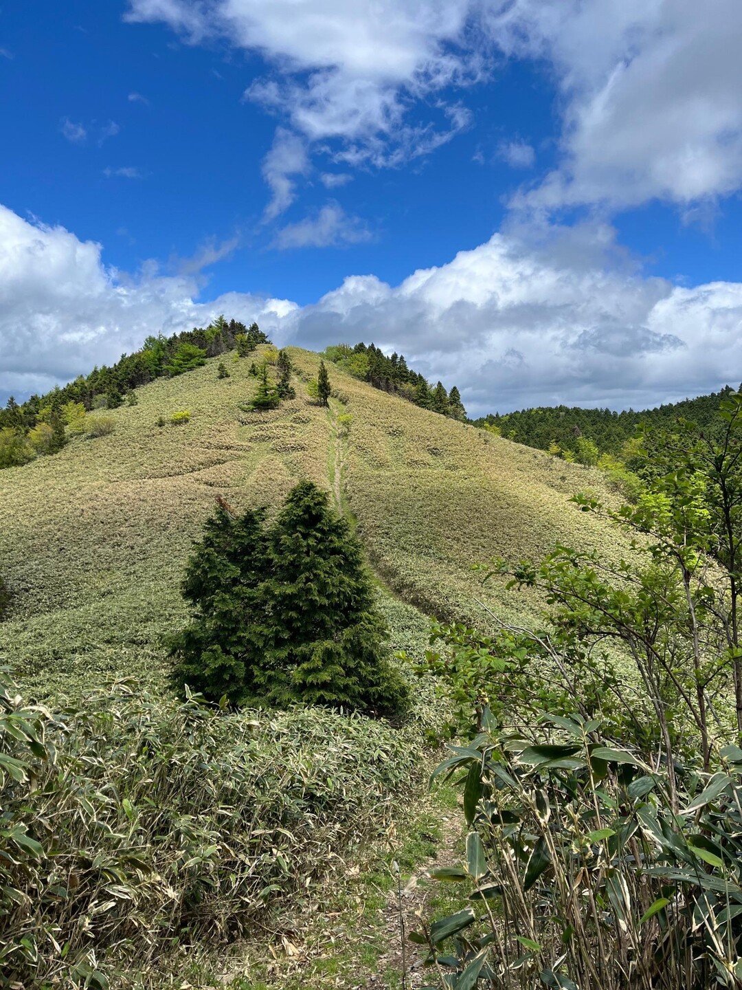 泉山・中央峰 / kiyoさんの泉山・井水山・黒沢山の活動データ | YAMAP / ヤマップ