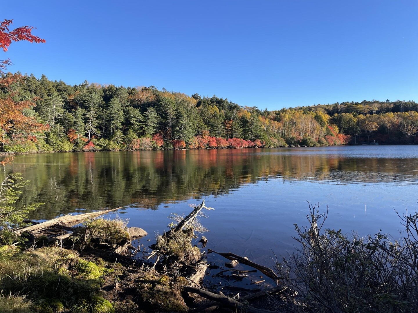 白駒池にお散歩。 またゆっくり歩きたい ... / kaoruさんのモーメント | YAMAP / ヤマップ