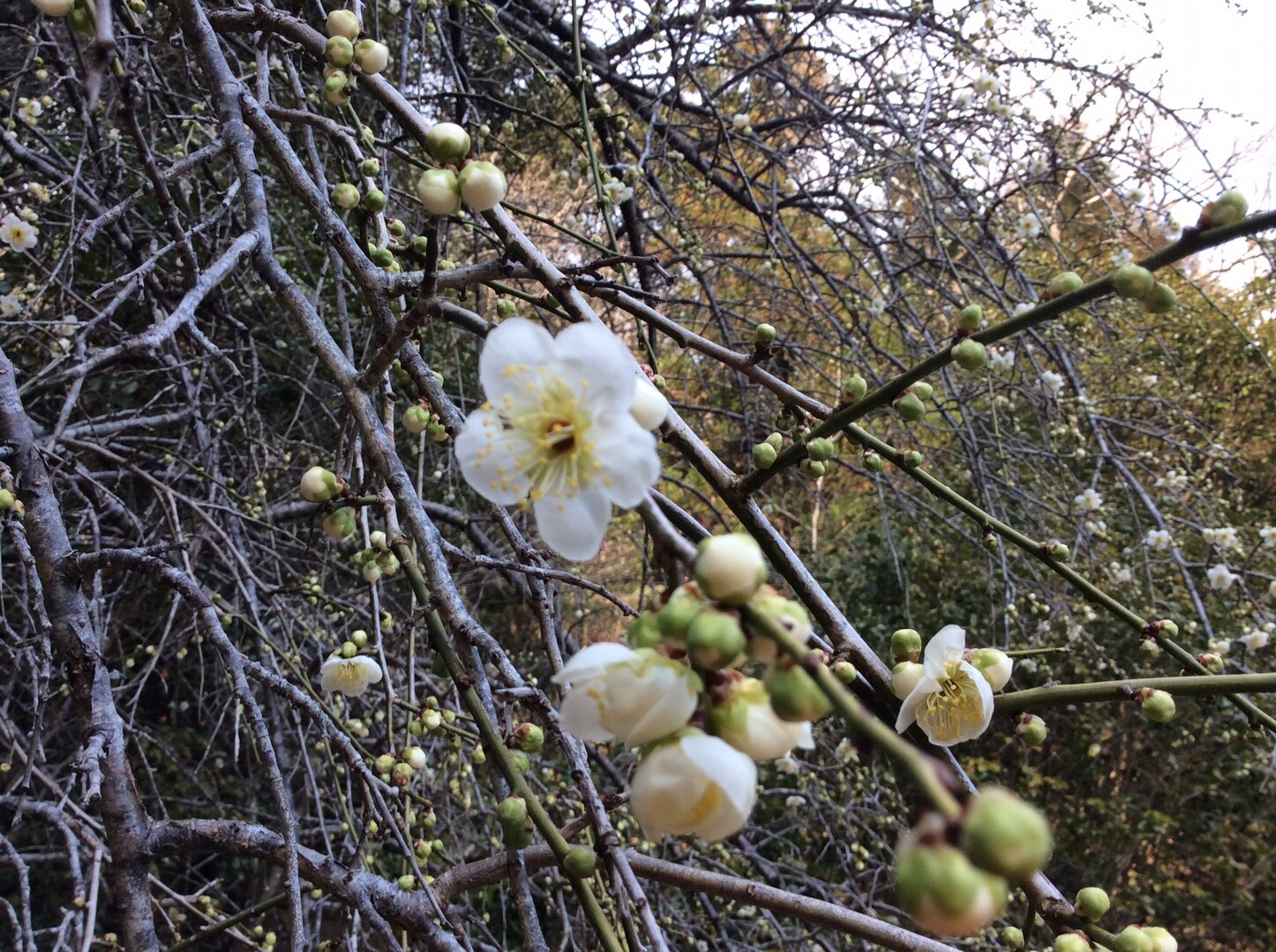近所の里山探訪(三濃山・感状山) / ka10_UKさんの三濃山・感状山の活動データ | YAMAP / ヤマップ