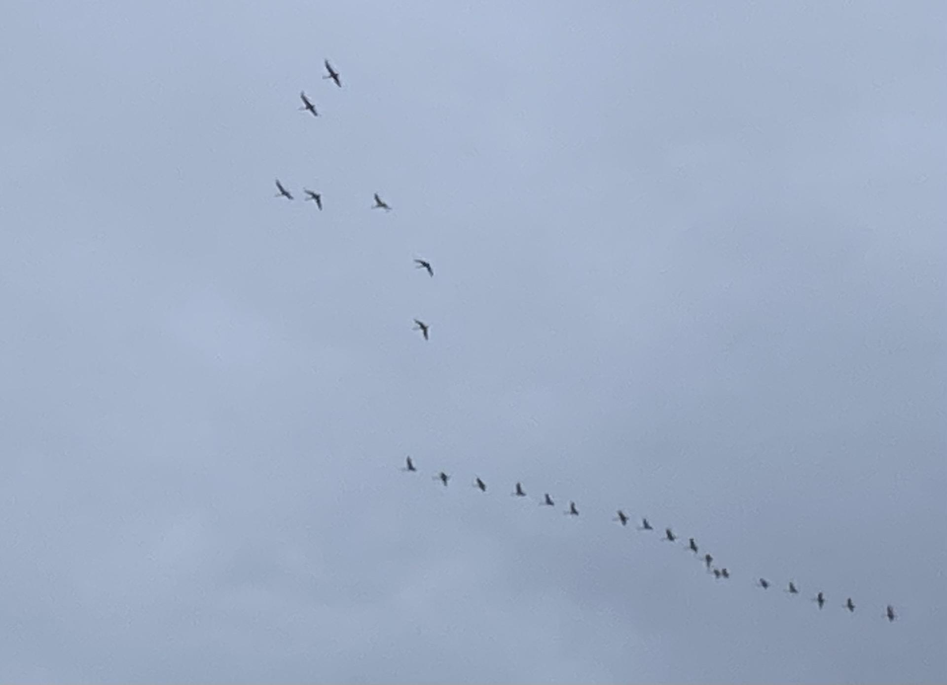 北帰行？ 白鳥たちが北へ向かう gWa... / mtakoさんのモーメント | YAMAP / ヤマップ