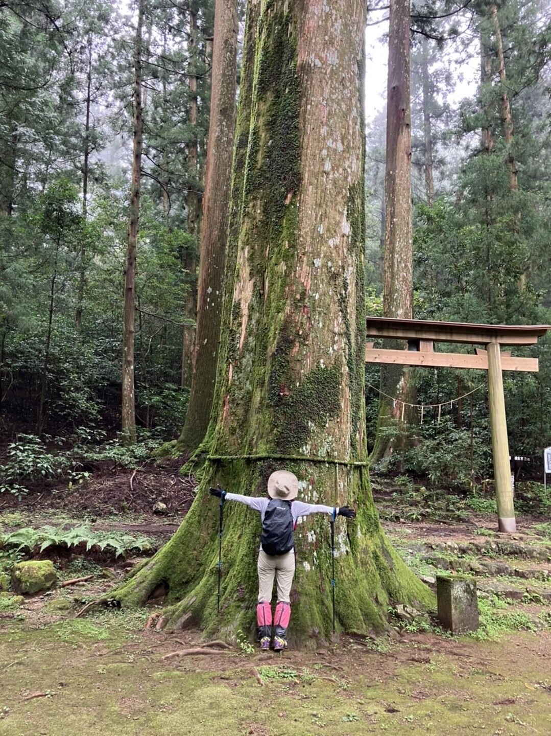 横倉山2022/09/10 / marukoさんの横倉山の活動データ | YAMAP / ヤマップ