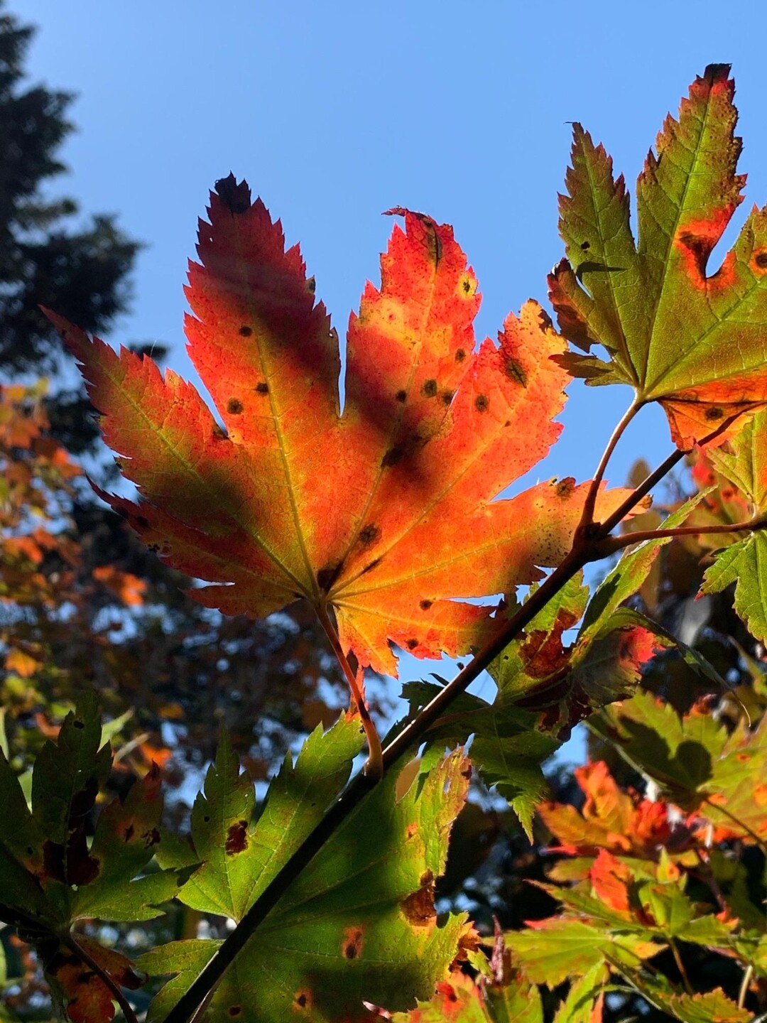 八甲田山、毛無岱は紅葉真っ盛り🍁 / ZAKUさんの八甲田山・高田大岳・雛岳の活動データ | YAMAP / ヤマップ