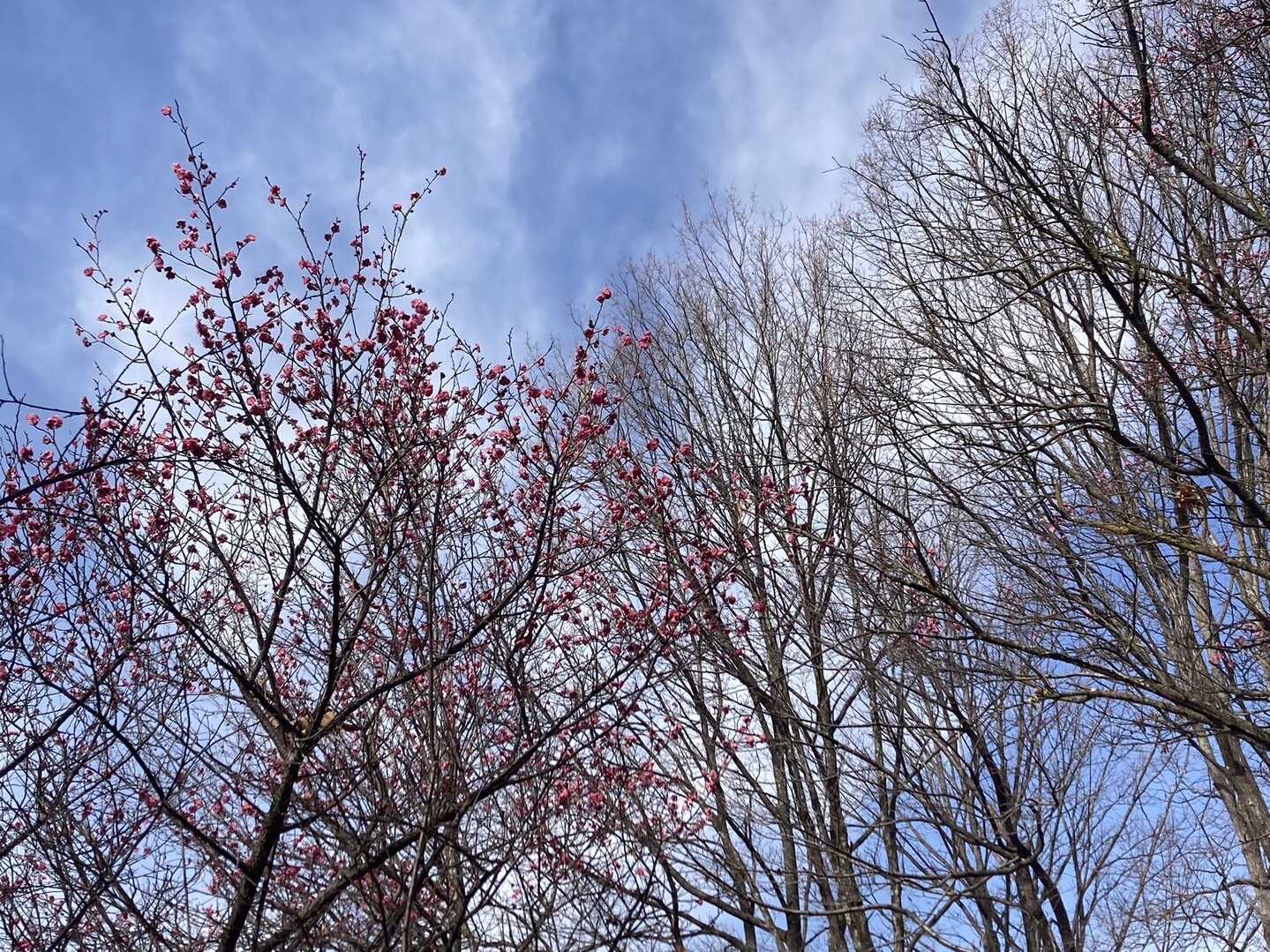 広島駅北散歩 / Akkyさんの牛田山・尾長山・二葉山の活動データ | YAMAP / ヤマップ