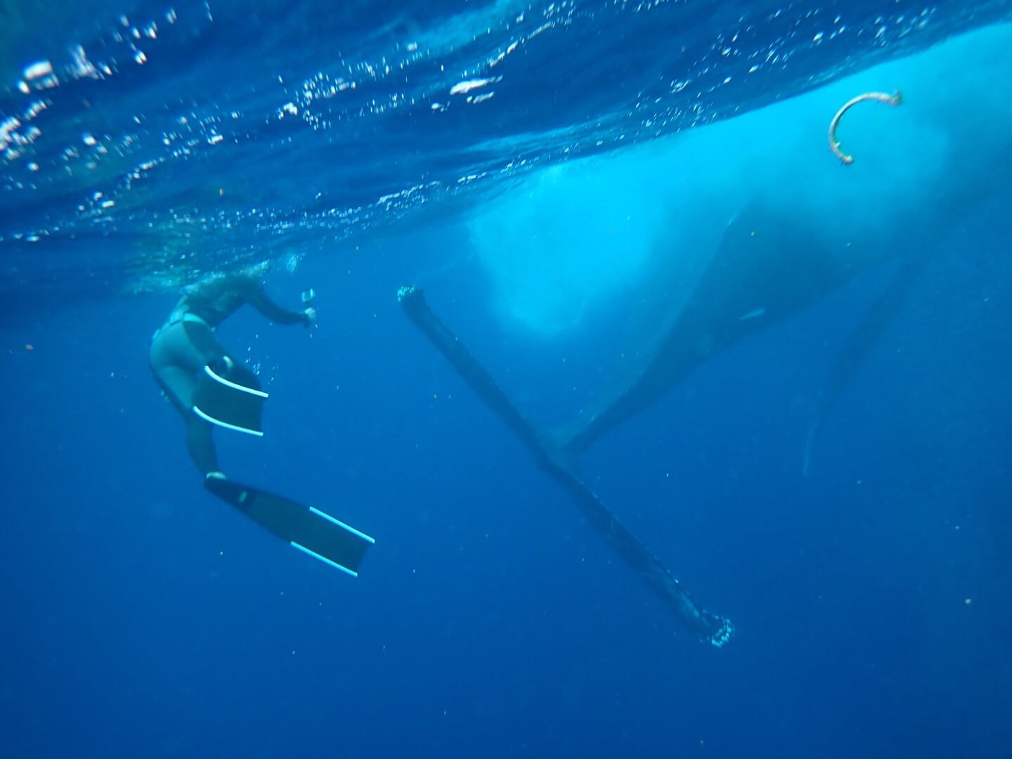 WHALE FESTIVAL IN AM... / underwaterさんのモーメント | YAMAP / ヤマップ