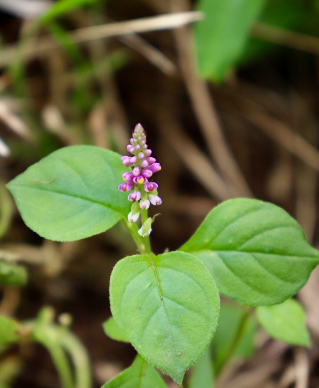 ヒナノキンチャク👛 （雛の巾着） 3セ... / hideさんのモーメント | YAMAP / ヤマップ