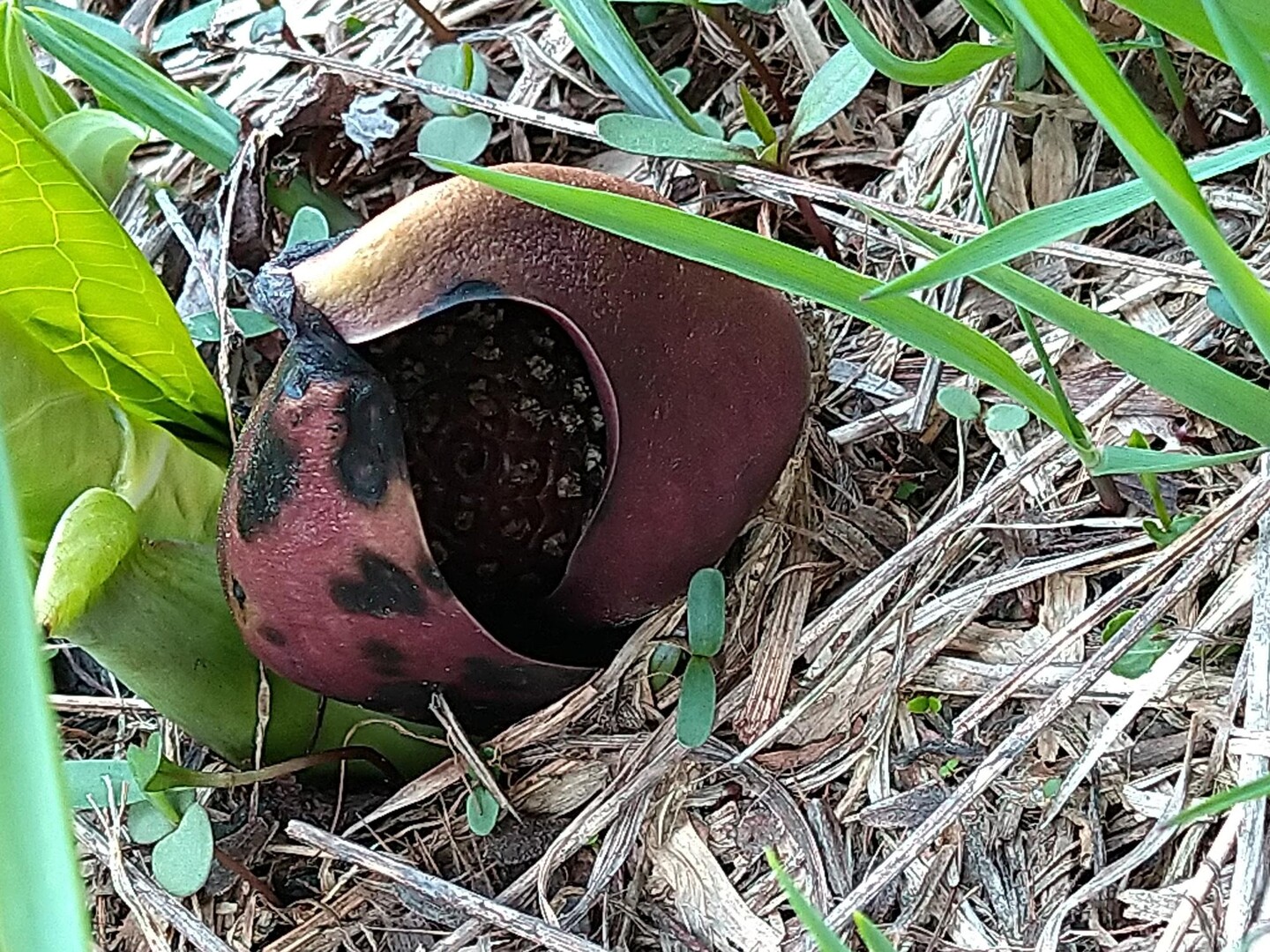 今日は山菜採り山行 わらび イタドリ ... / kunさんのモーメント | YAMAP / ヤマップ