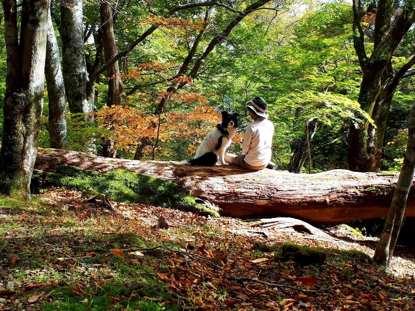 高丸山 / Kaoriさんの雲早山・高丸山・西三子山の活動データ | YAMAP / ヤマップ