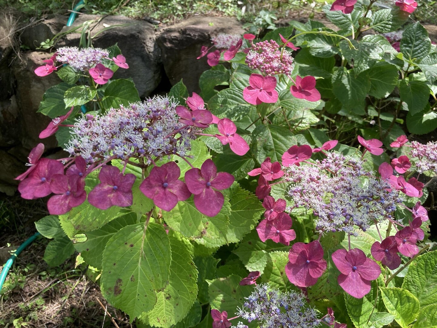 大峰ヶ台run / Ypaaさんの四国遍路その15の活動データ | YAMAP / ヤマップ