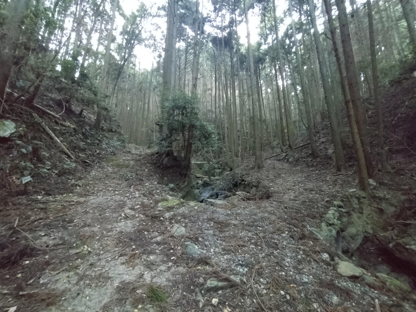 鳴子山・国束山 / HAYATEさんの国束山・大日山の活動データ | YAMAP / ヤマップ