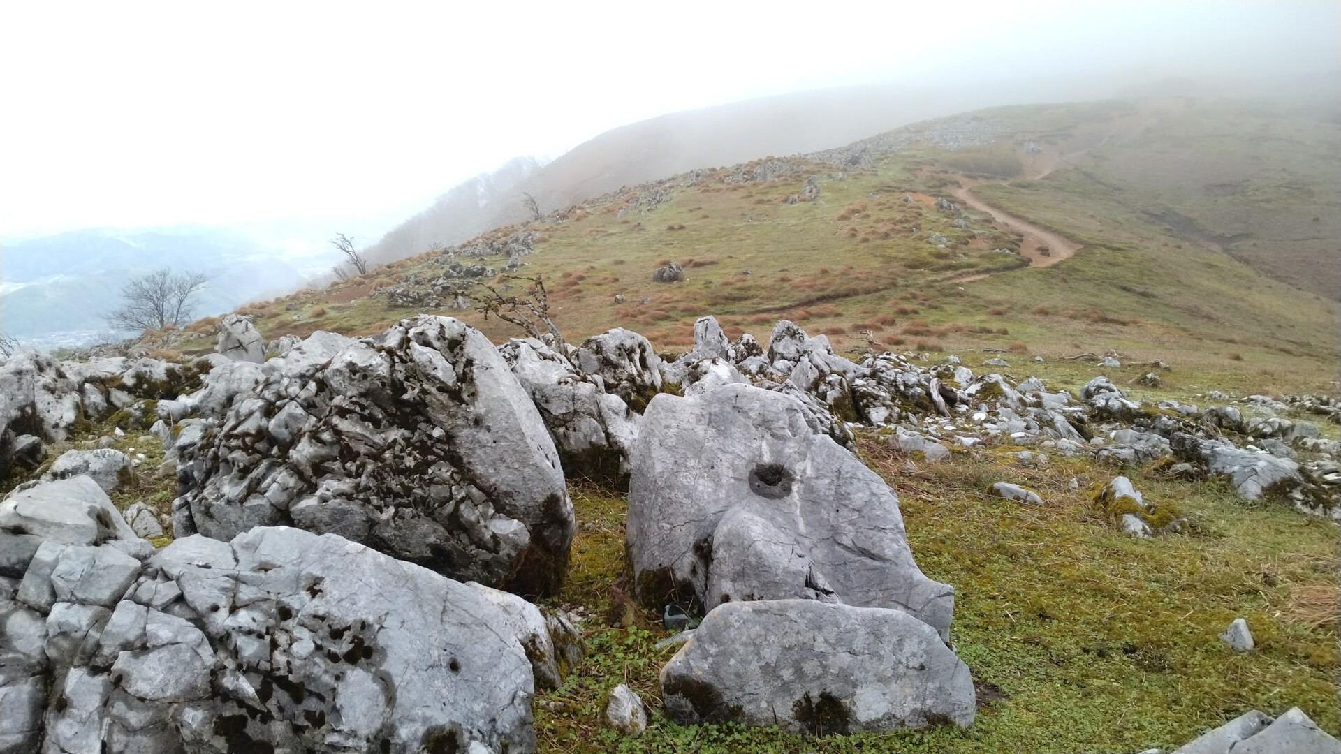 花の百名山霊仙山へヤマシャクヤクは？ / bptanakaさんの霊仙山の活動データ | YAMAP / ヤマップ