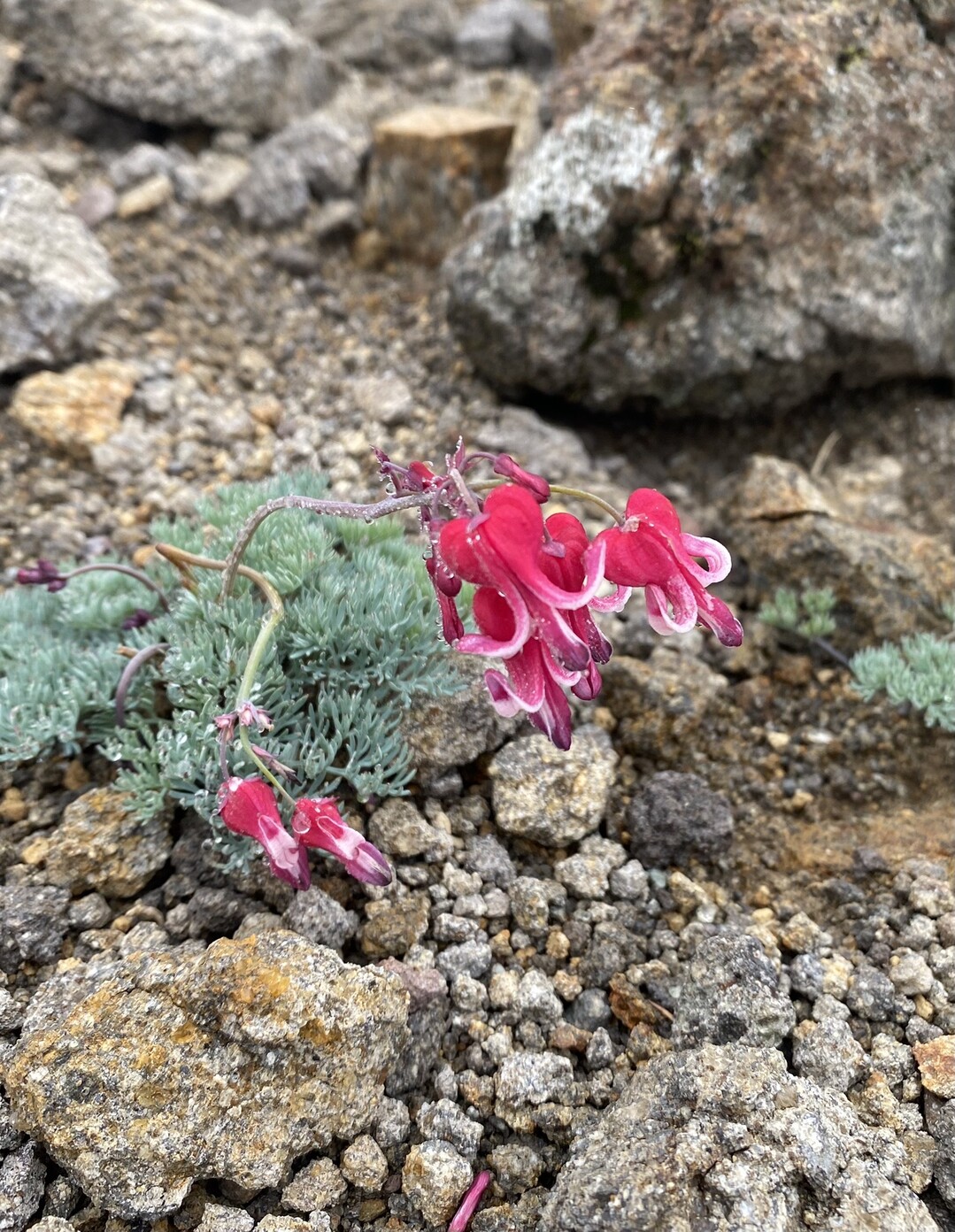 湯元温泉♨️から前白根山⛰五色山へGo ️ / yuriさんの日光白根山・五色山・錫ヶ岳の活動データ | YAMAP / ヤマップ