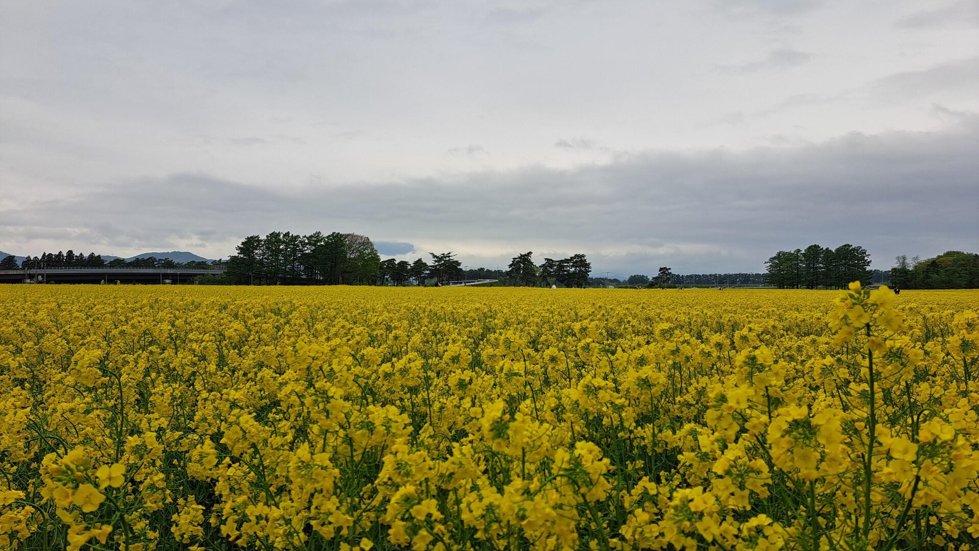 GW最終日の貴重なお休み。 盛岡厨川、東... / neeleさんのモーメント | YAMAP / ヤマップ