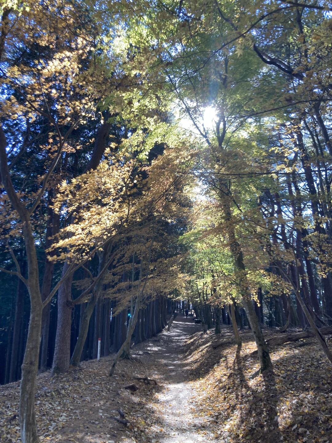 初バカ尾根/少し紅葉 / j.revoさんの塔ノ岳・丹沢山・蛭ヶ岳の活動データ | YAMAP / ヤマップ