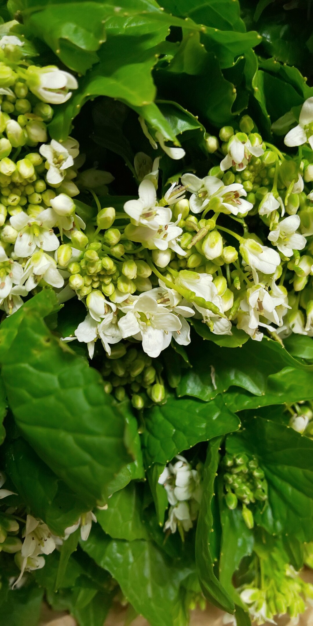 山葵の花芽です。 素蒸し、醤油漬け、酢... / hirohiroさんのモーメント | YAMAP / ヤマップ