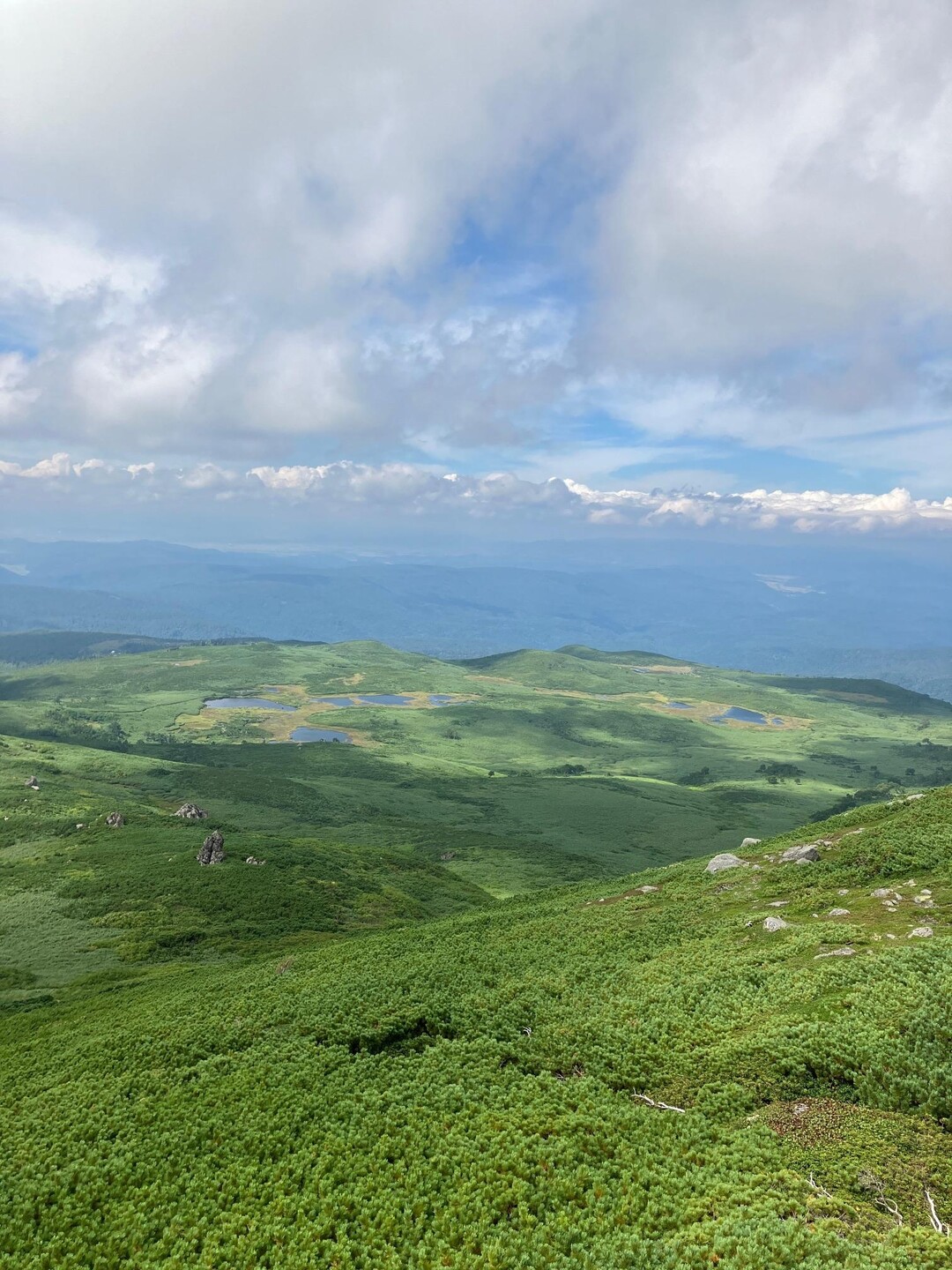 沼の平-2023-08-31 / イアソン1970さんの大雪山系・旭岳・トムラウシの活動日記 | YAMAP / ヤマップ