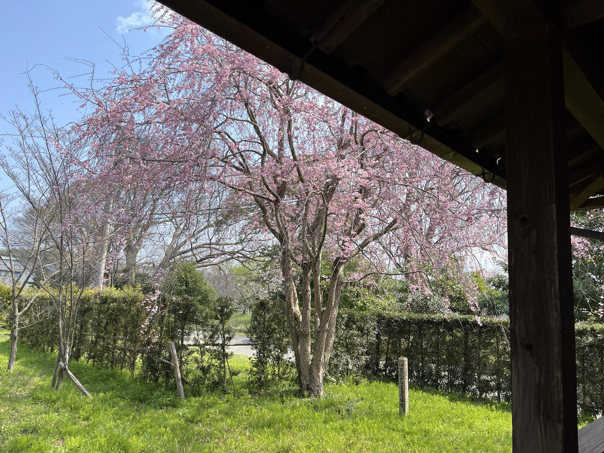 錦城山6.500歩 / 優布香(ゆうか)さんの加賀市の活動日記 | YAMAP / ヤマップ