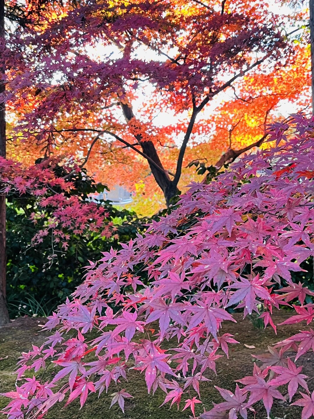 🍁🍁最勝寺🍁🍁-2023-11-25 / samさんの下野市の活動データ | YAMAP / ヤマップ