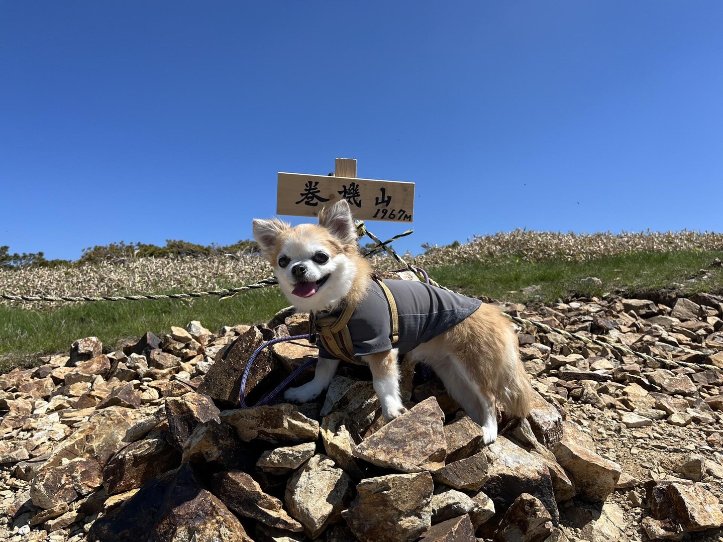 愛犬と青空と雪渓の巻機山 / emiさんの巻機山・割引岳・金城山の活動データ | YAMAP / ヤマップ
