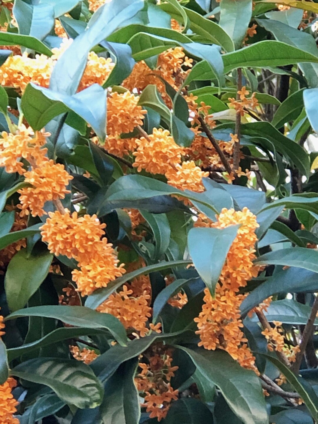 なんか良い香りがするなあ〜😌と、 上の... / nyaoさんのモーメント | YAMAP / ヤマップ