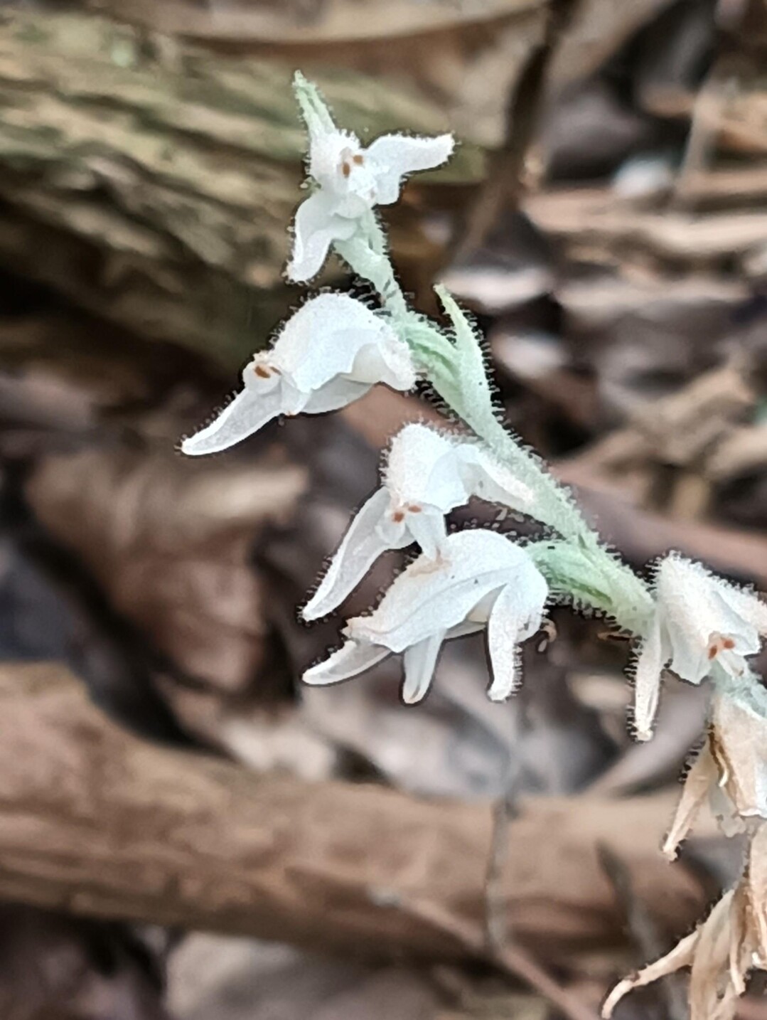 荒神山・日夏山 / doalaさんの荒神山の活動データ | YAMAP / ヤマップ