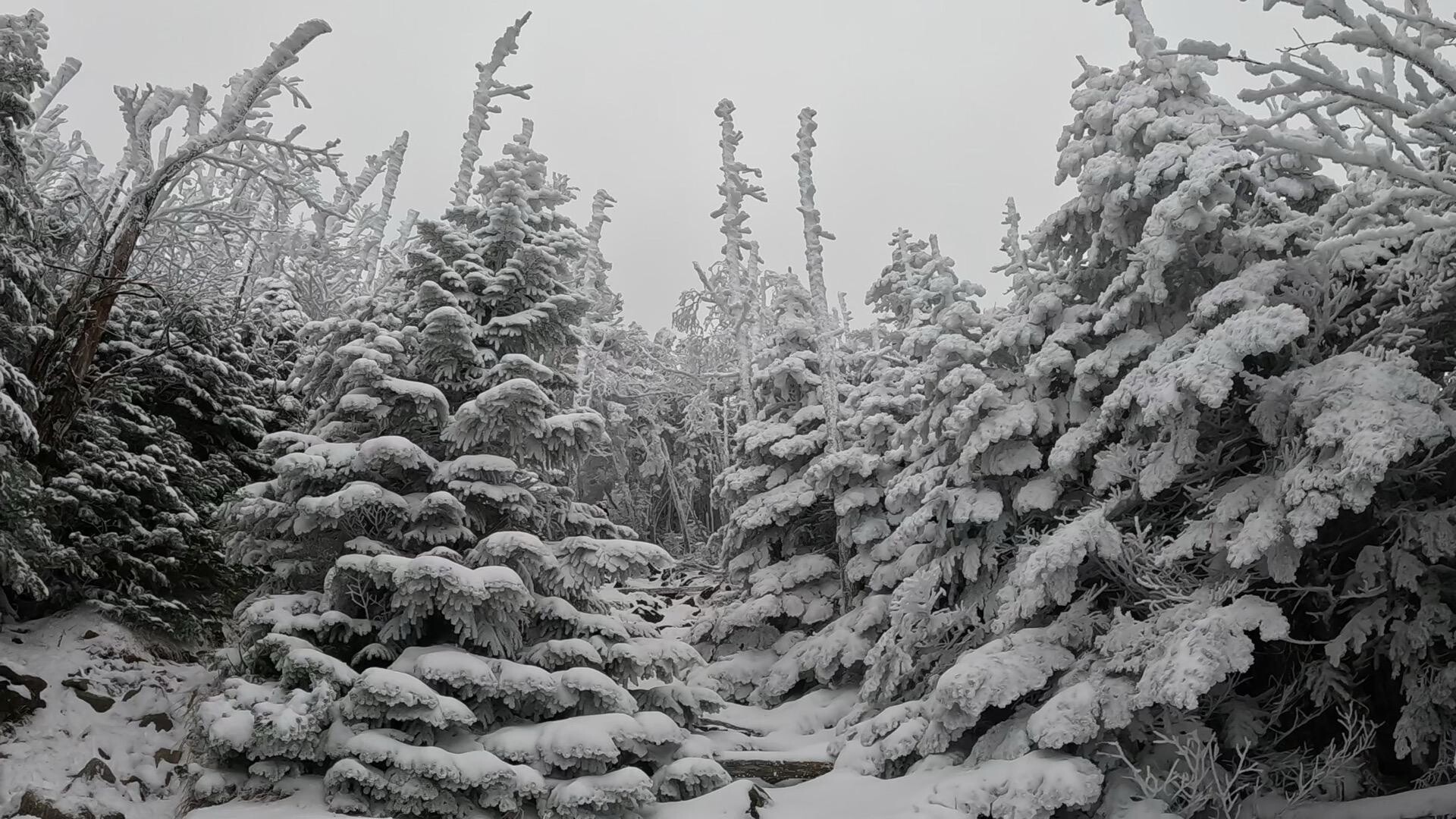 蓼科山 / ayakaさんの蓼科山・横岳・縞枯山の活動データ | YAMAP / ヤマップ