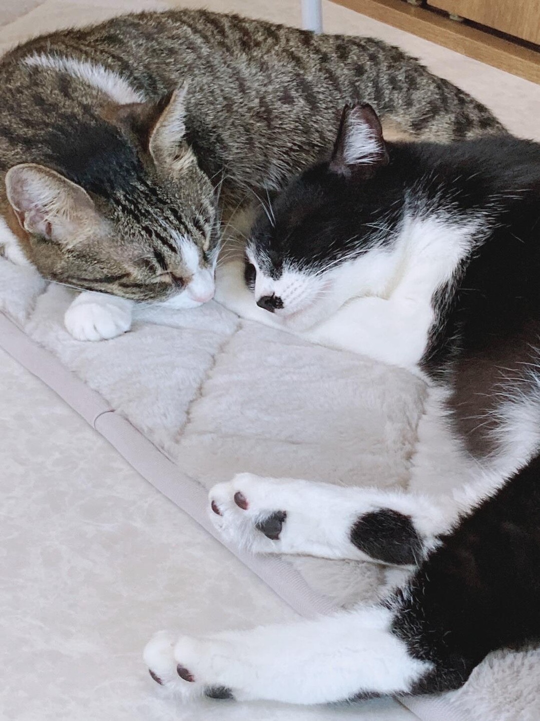 猫ブログ(神に愛された猫達、ナナ・モズ編... / naoさんのモーメント | YAMAP / ヤマップ