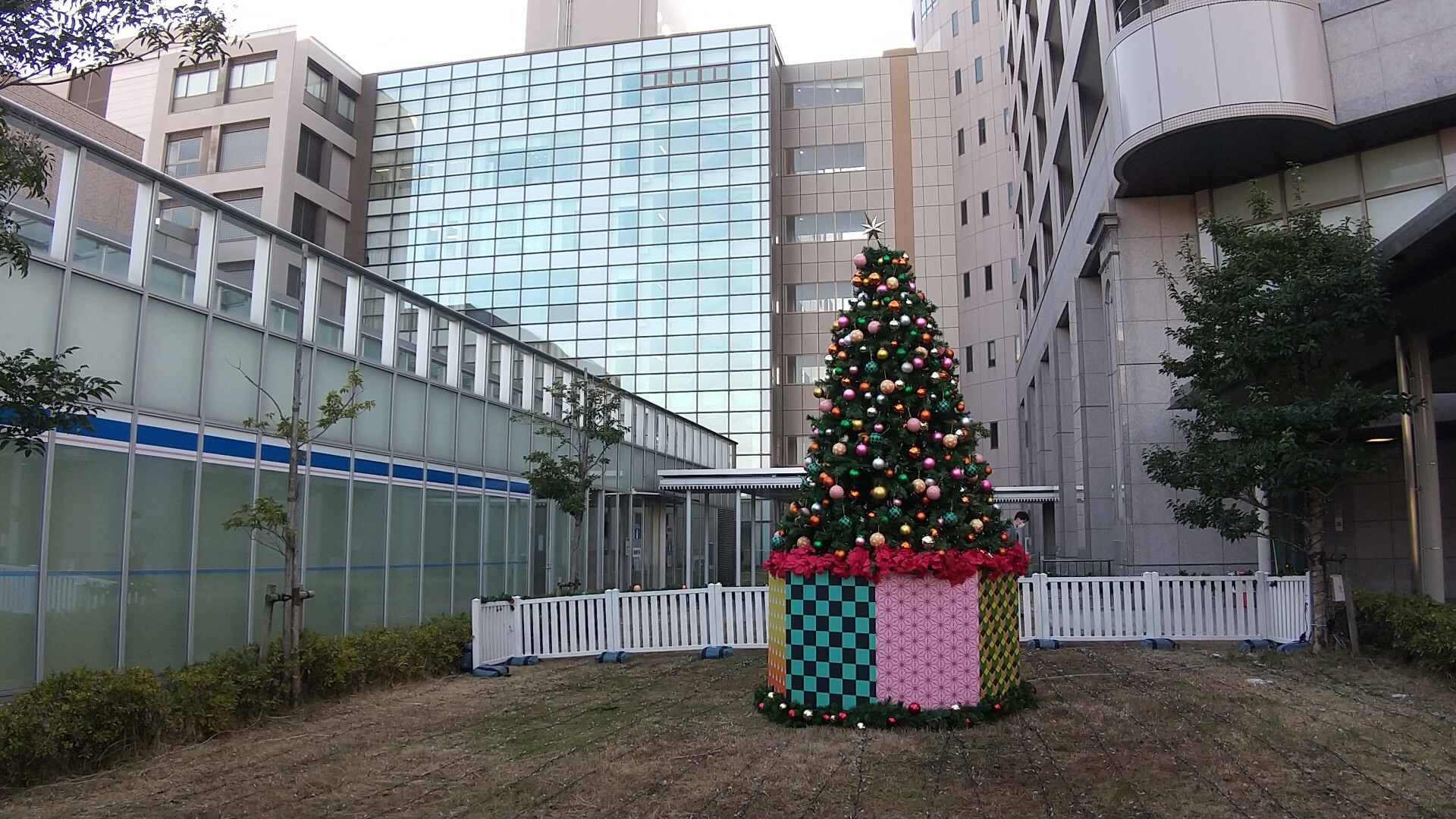 メリ〜クリスマス🎅 病院もツリーが飾ら... / hottyさんのモーメント | YAMAP / ヤマップ