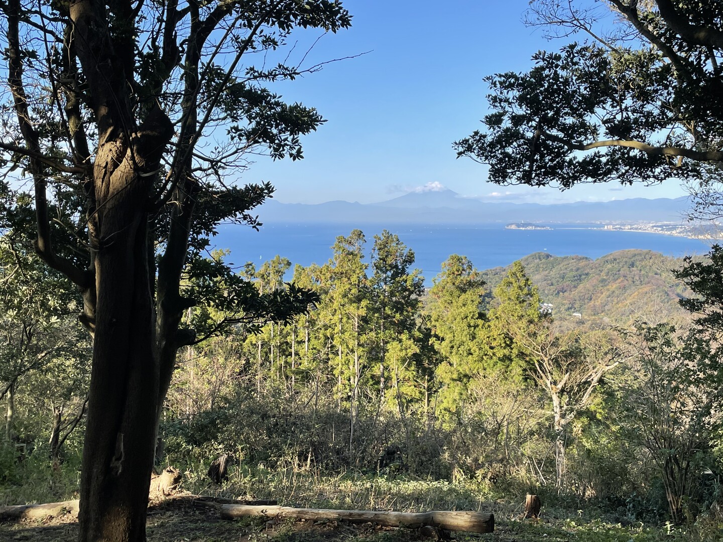 大山尾根～つばき尾根 / びんさんの三浦アルプス・二子山・仙元山の活動日記 | YAMAP / ヤマップ