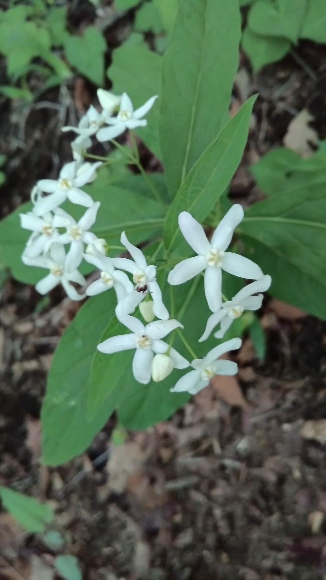 クサタチバナ咲く杏ガ岳(〜鷲林ノ巣山) / kumaさんの榛名山・天狗山・天目山の活動データ | YAMAP / ヤマップ