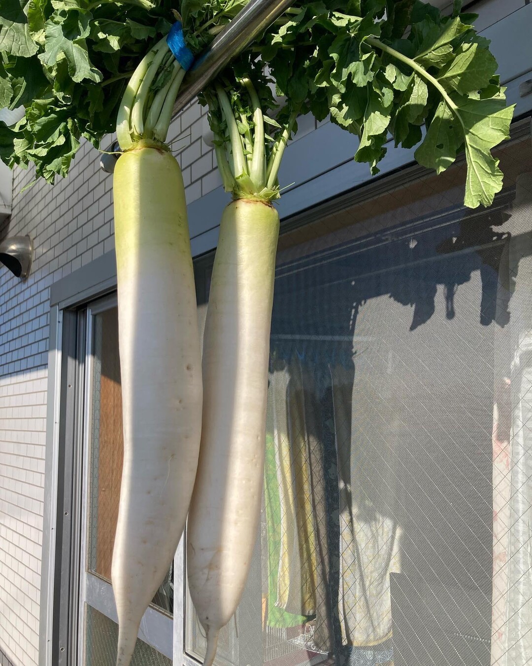 おはようございます☀ 朝からネギ味噌つく... / tomatoさんのモーメント | YAMAP / ヤマップ