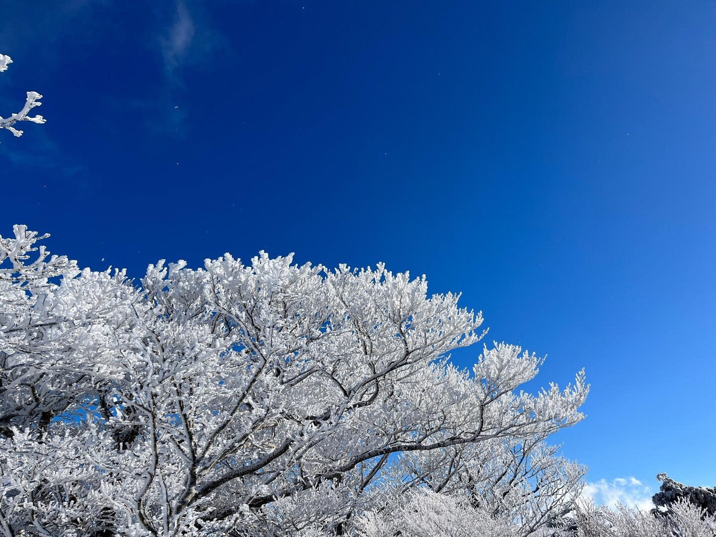 大普賢岳 / さとれーさんの観音峯山・大普賢岳・山上ヶ岳・稲村ヶ岳の活動データ | YAMAP / ヤマップ