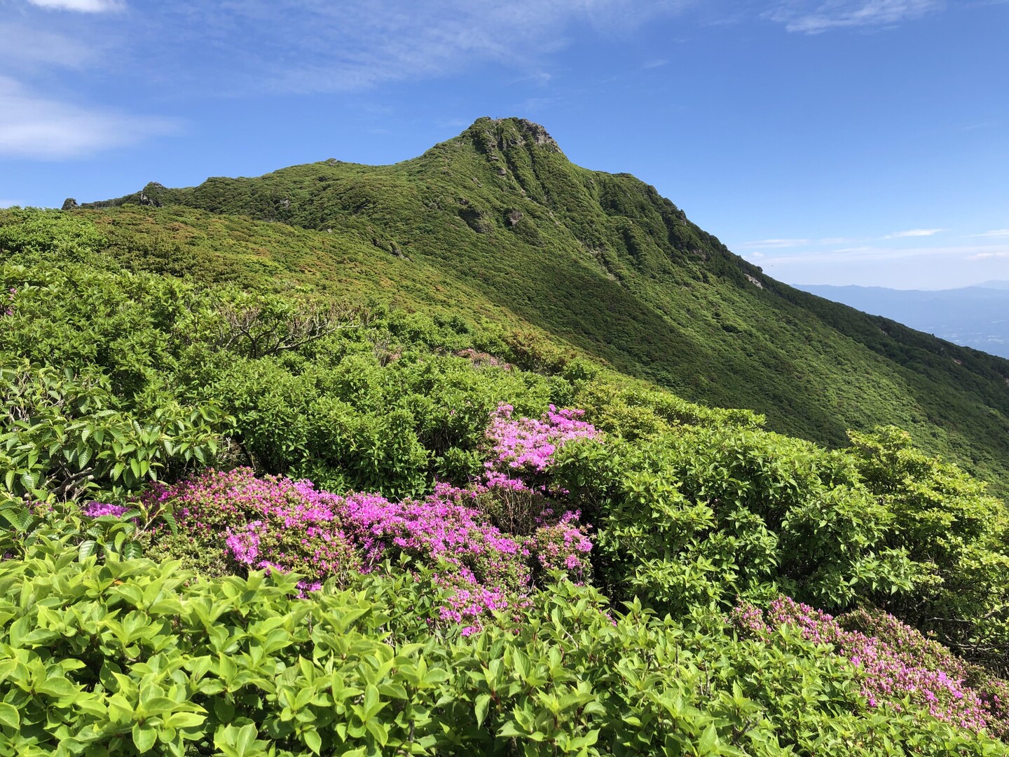 今年も会えたよ、ミヤマキリシマ / MASA-Kさんの九重山（久住山）・大船山・星生山の活動データ | YAMAP / ヤマップ