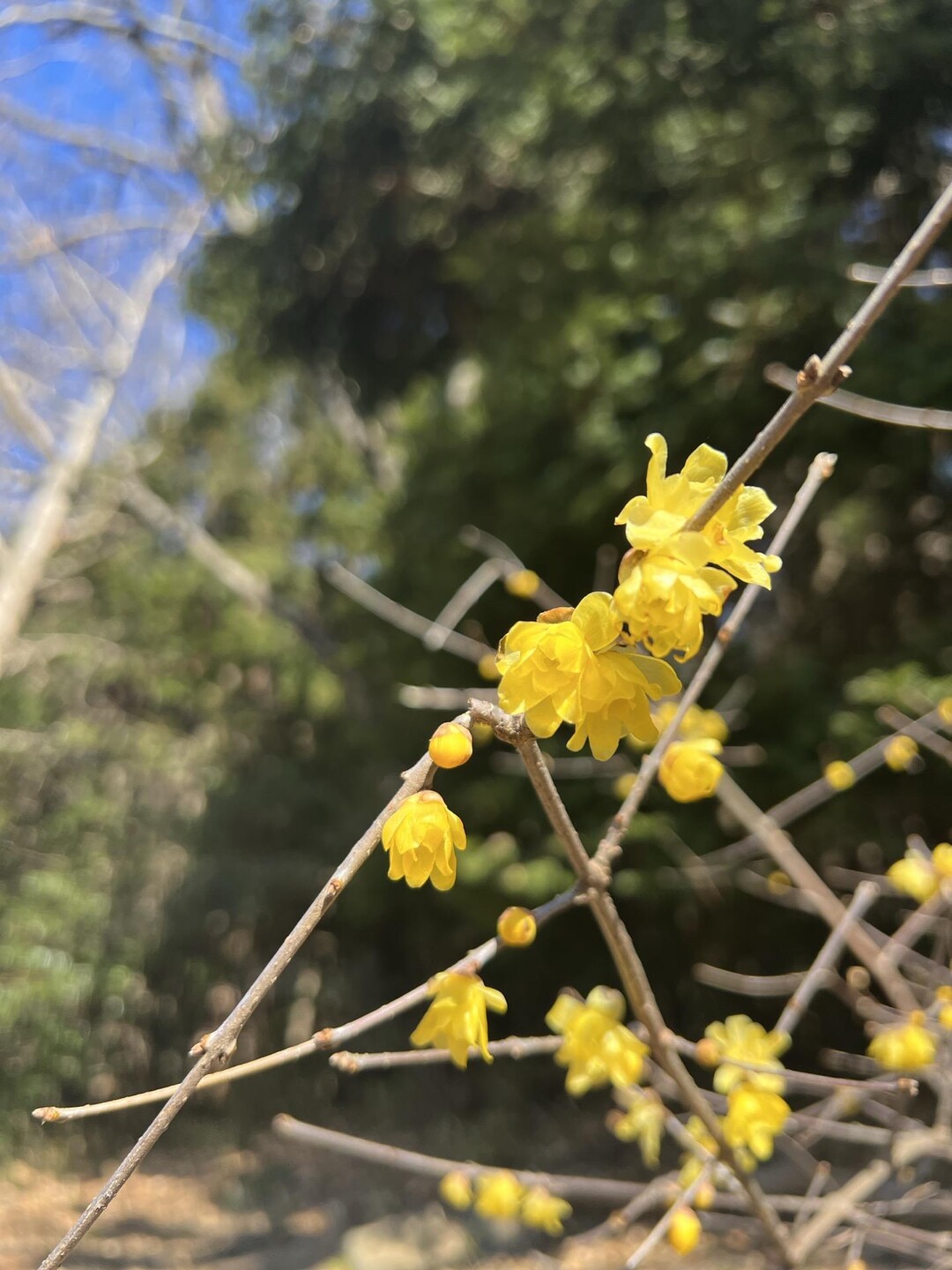 筑波山（女体山） 🟡蝋梅を見に🟡 / accoさんの筑波山の活動データ | YAMAP / ヤマップ