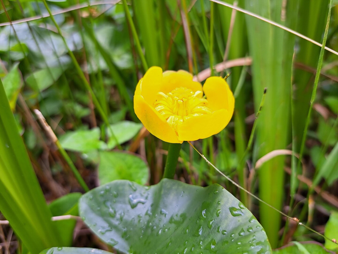 今日はちょっと寄り道😆 お花を見に😃... / itimiさんのモーメント | YAMAP / ヤマップ