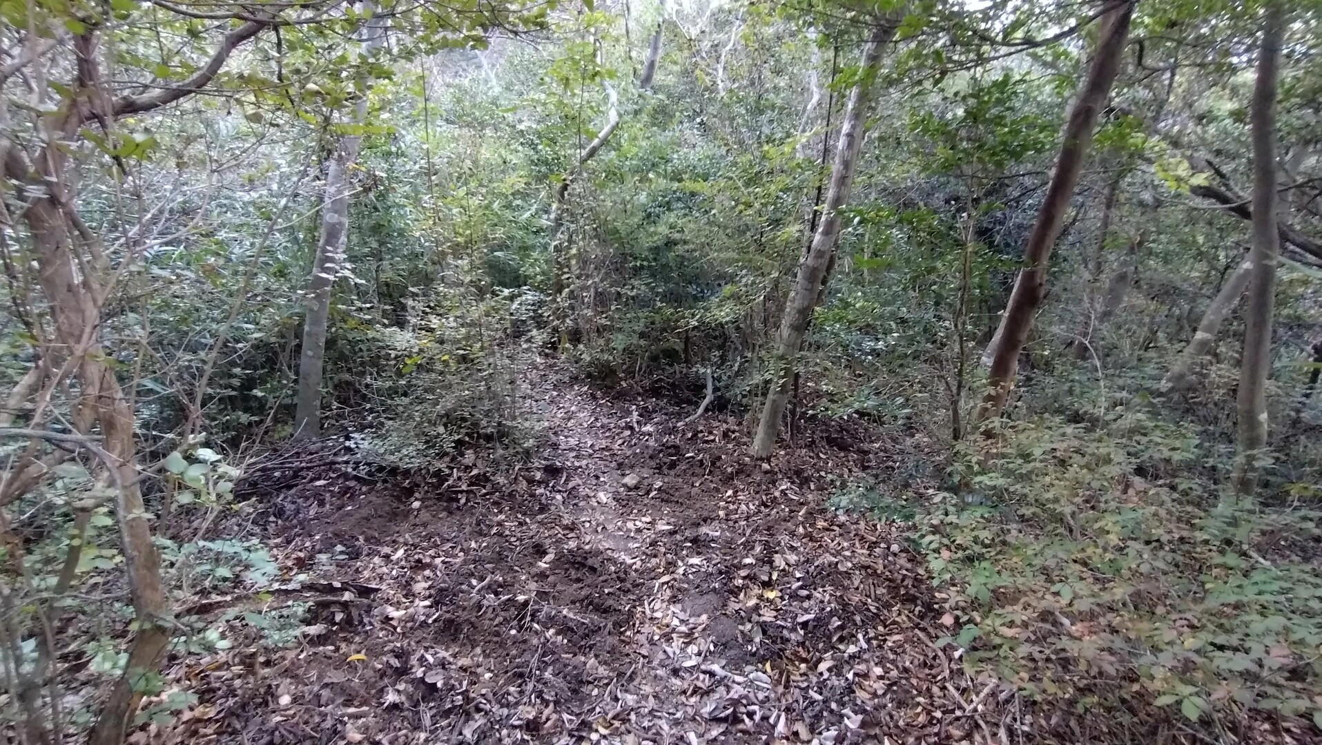 bambooさんの投稿したフィールドメモ | YAMAP / ヤマップ