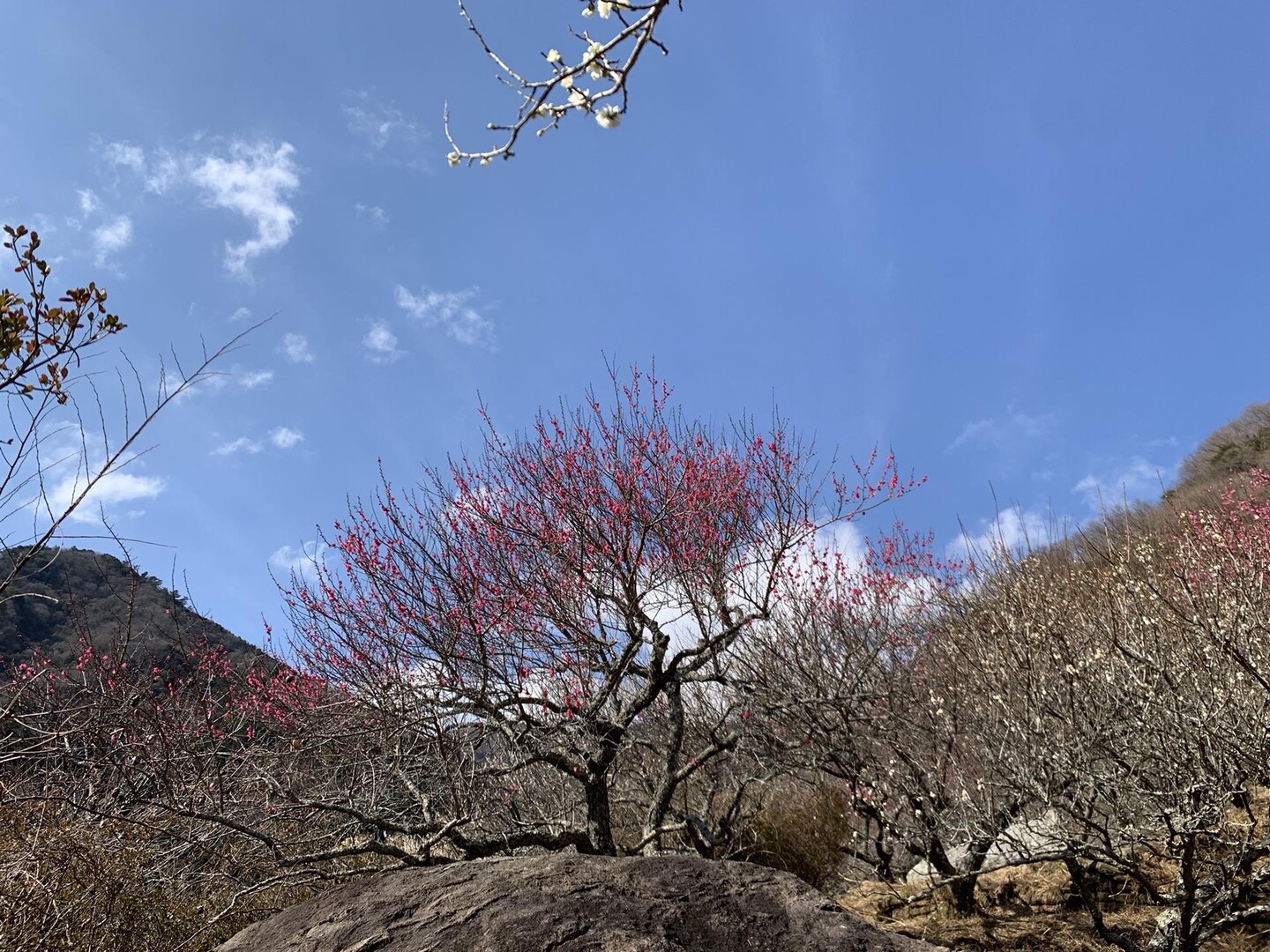 幕山 / TETさんの幕山・南郷山の活動データ | YAMAP / ヤマップ