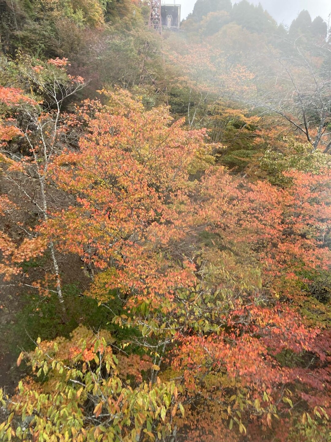 ロープウェイで楽々 身延山 / pagdoggyさんの七面山・身延山の活動データ | YAMAP / ヤマップ