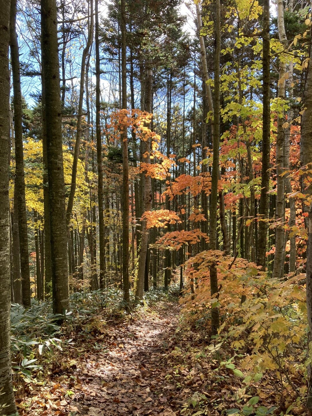 長官山 / yuyu さんのウォーキングの活動データ | YAMAP / ヤマップ