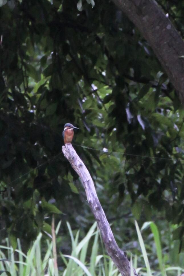 たぶん20m離れた所から撮れました！！ ... / ちゃんまるさんのモーメント | YAMAP / ヤマップ