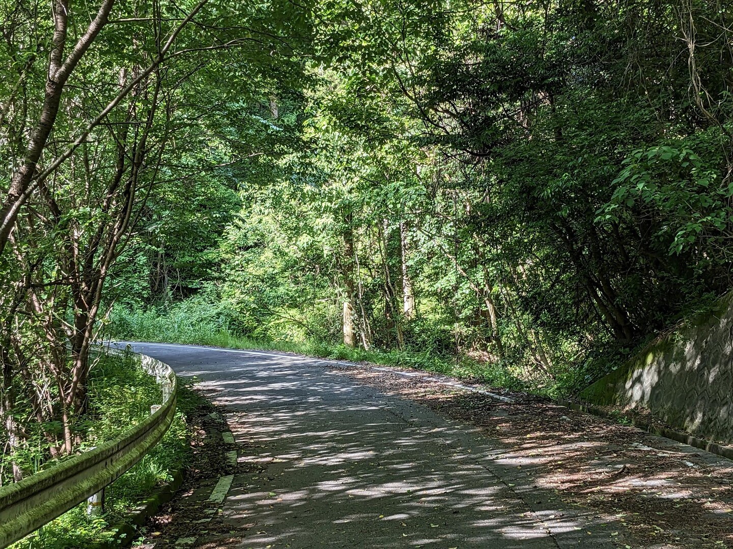 河内ダム〜九千部横断林道〜砕石場 29km 2023-06-04 / クジラさんの脊振山・金山の活動データ | YAMAP / ヤマップ