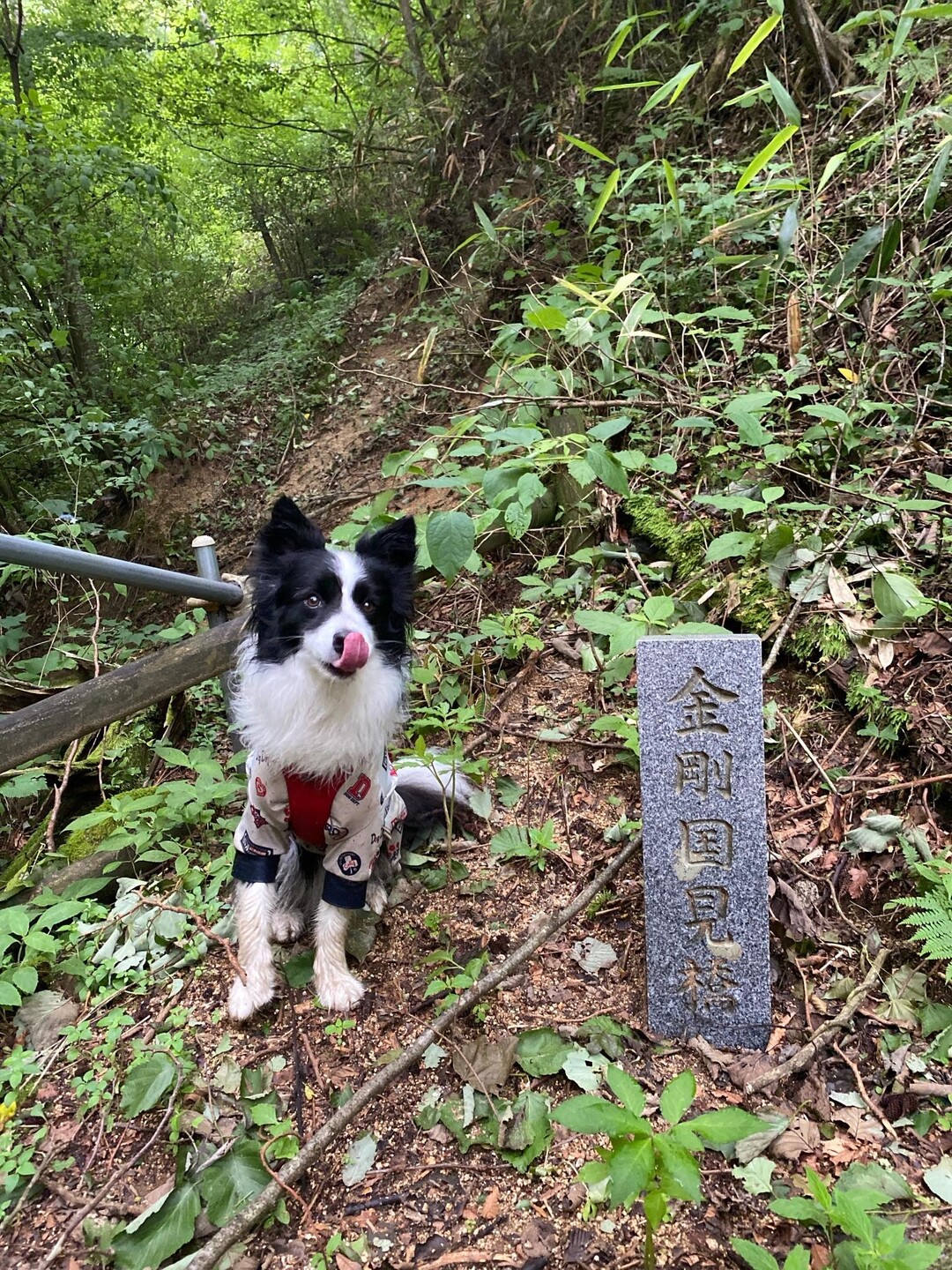 金剛山 trek the dog / tetsuyasammyさんの金剛山・二上山・大和葛城山の活動データ | YAMAP / ヤマップ